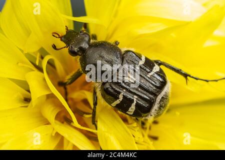 Texas Flower Scarab (Trichiotinus texanus) on Engelmann Prickly Pear ...