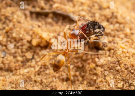 Pyramid Ant (Dorymyrmex flavus) workers at the entrance to their ...