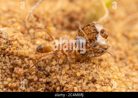 Pyramid Ant (Dorymyrmex flavus Stock Photo - Alamy