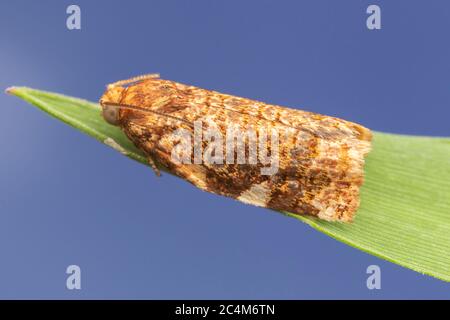 Fruit-tree Leafroller Moth (Archips argyrospila Stock Photo - Alamy