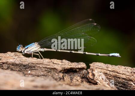 Male Blue-fronted dancer damselfly (Argia apicalis) on a lakeshore in ...