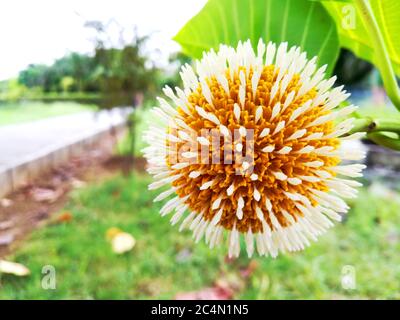Closeup shot of the yellow Neolamarckia cadamba flower Stock Photo - Alamy