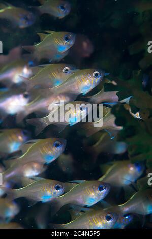 Close-up view of a Threadfin Cardinalfish (Apogon leptacanthus Stock ...