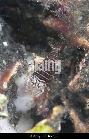 Striped Bumblebee Shrimp, Gnathophyllum americanum, night dive, Seraya ...