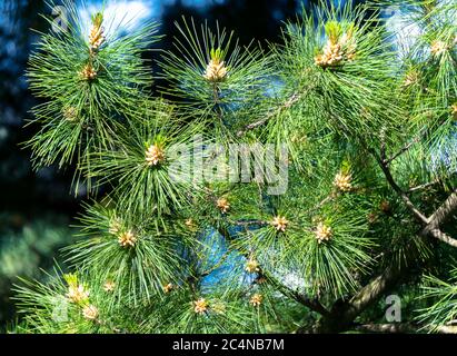 Fresh growing fir tree sprouts on branch in spring forest. Nature ...