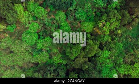 Aerial overhead sot of a forested green landscape - perfect for ...