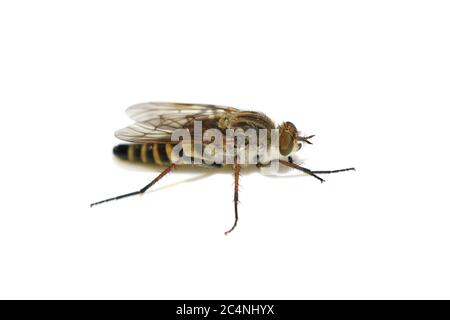 Closeup of the common stiletto fly, Thereva nobilitata on a green leaf ...