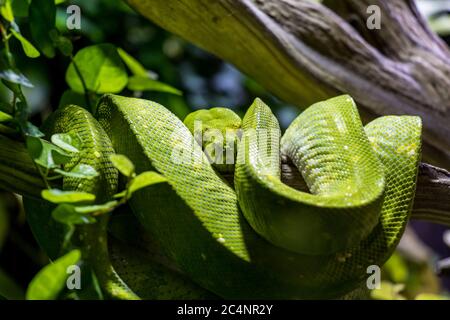 Fascinating Animals – A Glimpse into Wildlife Stock Photo - Alamy