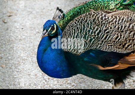 male Indian blue peacock walks around the yard. Colorful bird with a ...