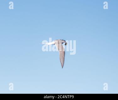 Fishing Birds in Iceland – A Glimpse of Nature's Coastal Hunters Stock ...