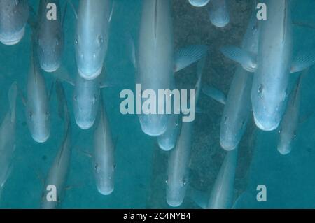 School of dark-tailed snapper, Lutjanus lemniscatus, Heron Island ...