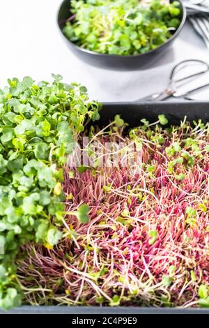 Harvesting radish microgreens from a large plastic tray Stock Photo - Alamy