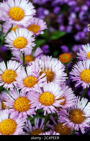 Erigeron "Dignity" flowers Stock Photo - Alamy