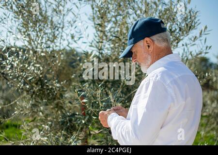 Old man touching an olive tree in the middle of nature Stock Photo - Alamy