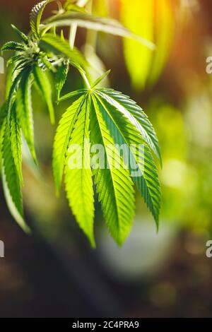 Young leaf of marijuana plant detail at sunset. Selective focus. Low ...