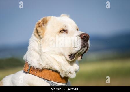 Central Asian Shepherd Dog. Alabai portrait Stock Photo - Alamy