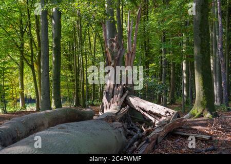 Forest lifecycle, beechwood forest with fresh green and fallen trees ...