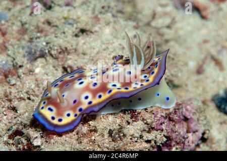 Colorful nudibranch sea slug crawling above coral reef in Indonesia ...