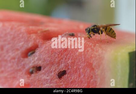 Bee tastes watermelon fresh juice Stock Photo - Alamy