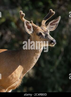 Mule deer growing new velvet antlers in summer Stock Photo - Alamy