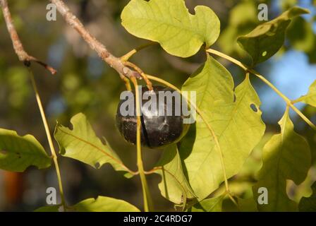 Burdekin plum, also known as Tulip plum, or Pleiogynium timorense. Ripe ...