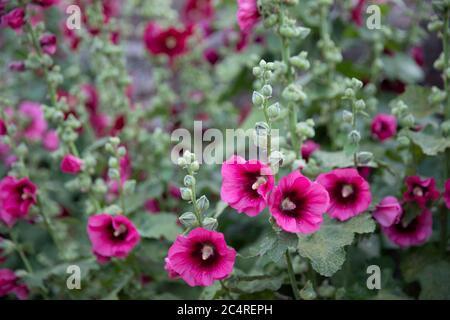 PINK HOLLYHOCKS CLOSE UP SHORT DEPTH OF FIELD Stock Photo - Alamy