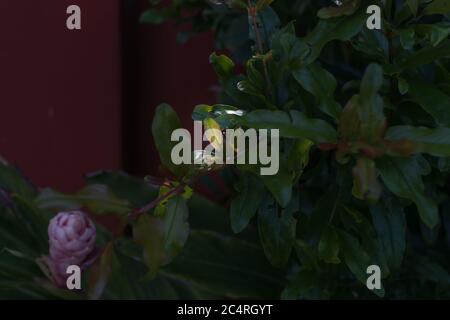 A magesting flower with beautiful details Stock Photo - Alamy