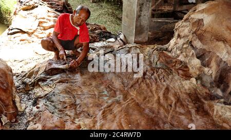 the process of cutting raw skin before it is processed for the ...