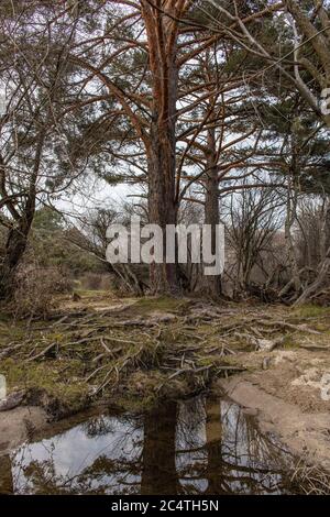 mystical summer forest with green grass and sun rays coming through ...