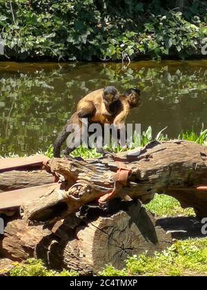 Closeup shot of tufted capuchins or brown capuchins (Sapajus apella) on ...