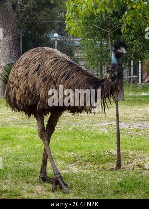 A closeup shot of an Emu walking on the grass field in park in Outback ...