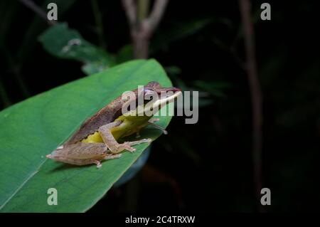 A Saddled Tree Frog (Taruga eques) on vegetation at night in Knuckles ...