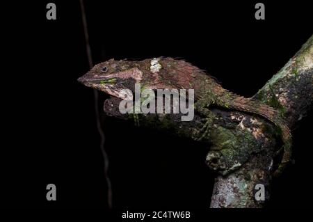 A Knuckles Pygmy Lizard (Cophotis dumbara) on a small branch at night ...
