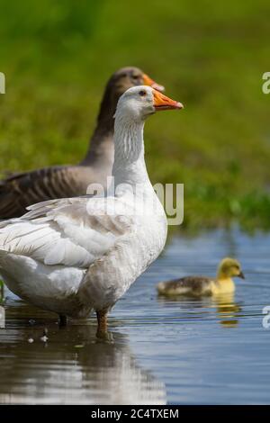 Goose with gosling on the shore river in the springtime. Farm animals ...