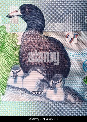 The New Zealand Blue Duck (Whio), swimming on a river Stock Photo - Alamy