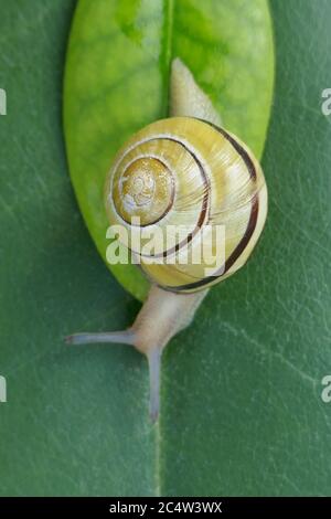 Snail on a green leaf on a blurred background Stock Photo - Alamy