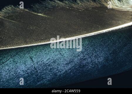 Close up Beautiful Colored duck Bird feather pattern background for ...