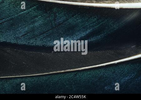 Close up Beautiful Colored duck Bird feather pattern background for ...