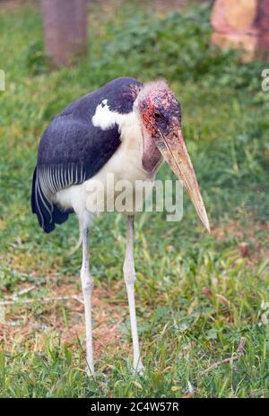 A closeup of a marabou stork, Leptoptilos crumenifer on the leafless ...