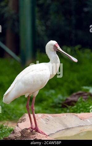 A closeup shot of a pink Roseate spoonbill bird perched on the branch ...