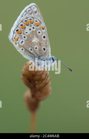 Common Blue small butterfly close up in nature, nature photography ...