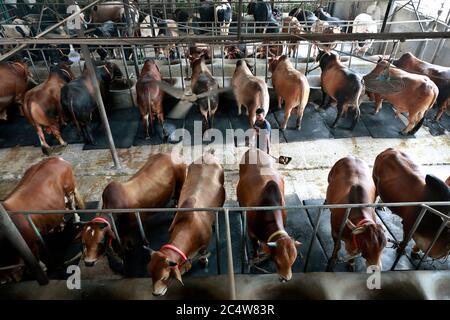 Dhaka, Bangladesh - June 28, 2020: A cattle farm at Mohammadpur in ...