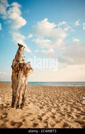 Tree trunk on an empty tropical beach at sunset Stock Photo - Alamy