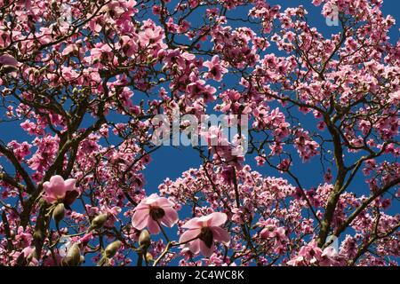 Magnolia Charles Raffill (Magnollaceae) tree with pink blossom Stock ...