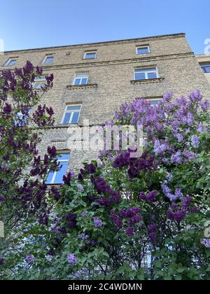Low angle shot of beautiful lilac trees in front of a building Stock ...