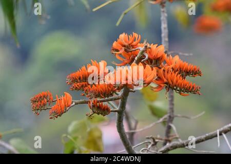 Mountain immortelle Erythrina poeppigiana tree in flower, covered with ...