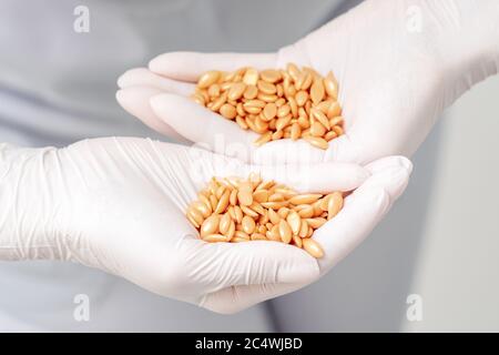 Hard wax beans or seeds in palms of human hands in protective gloves ...