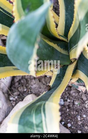 Agave Americana variegata in garden designed by Tim Wallis of ...