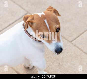 young American Staffordshire Terrier Stock Photo - Alamy