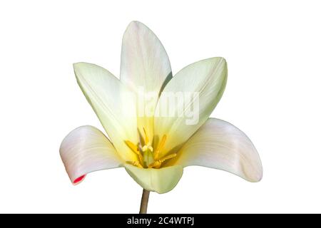Tulip clusiana 'Tinka' a spring flowering bulb plant Stock Photo - Alamy
